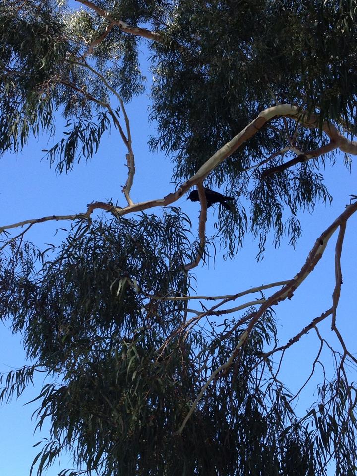 Pictures from Perth – Opera of the Future